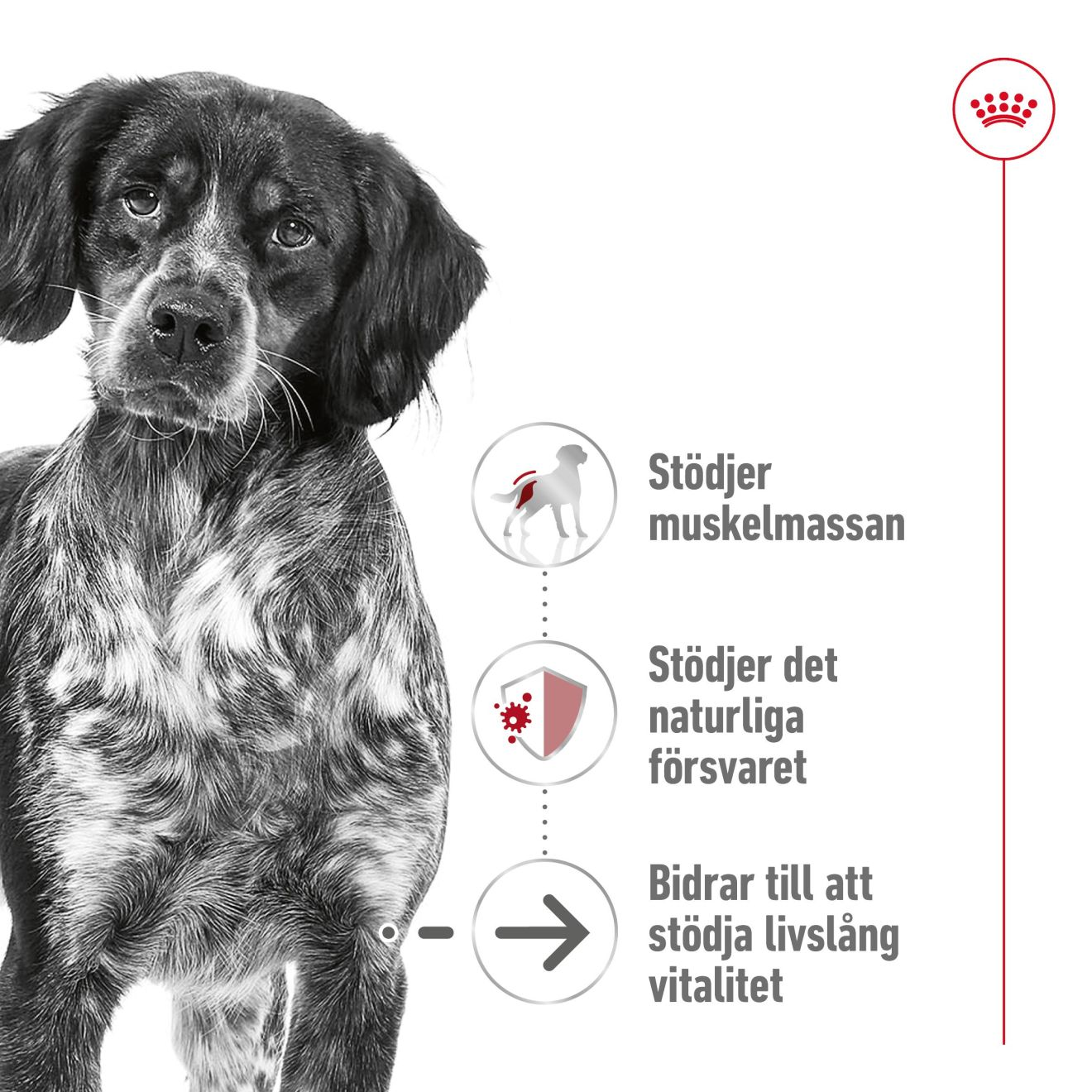 Royal Canin Medium Ageing 10+ Ageing Tørrfôr for hunder 15 kg | Dyrekassen