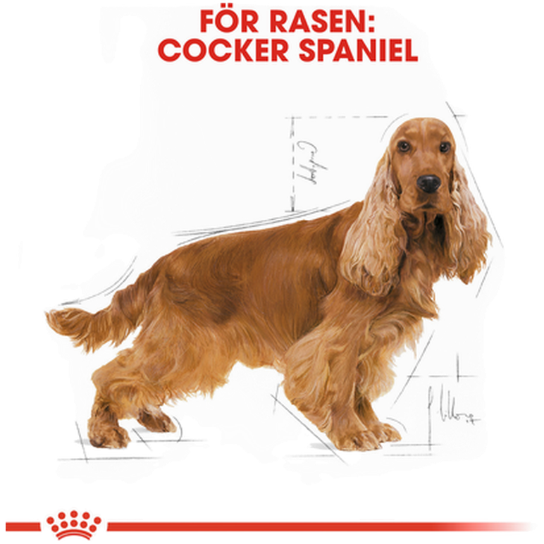 Royal Canin Cocker Spaniel Adult tørrfôr for hunder | Dyrekassen